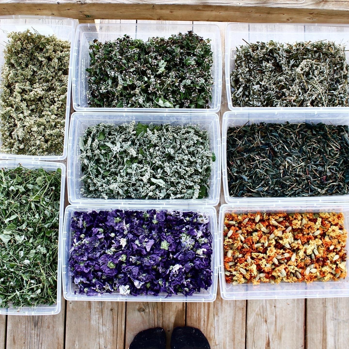 Comment faire sécher ses herbes pour les conserver toute l'année